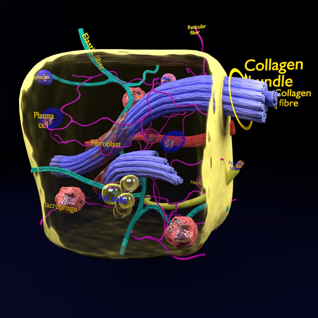 3D Connective Tissue Elements Labelled - TurboSquid 1602188