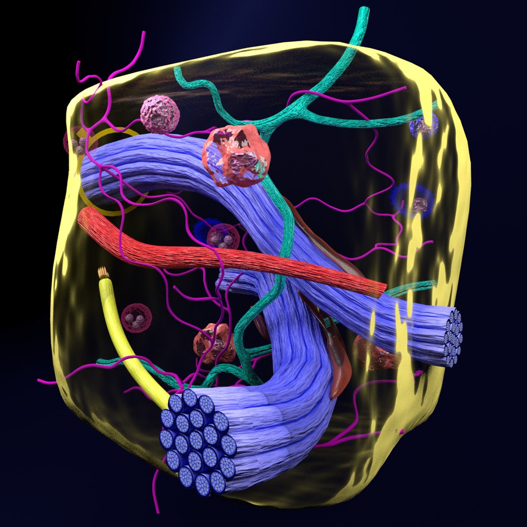 3D connective tissue elements labelled - TurboSquid 1602188