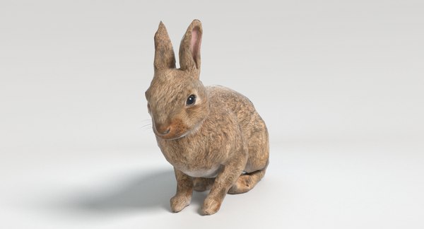 Realistic animals 3D model - TurboSquid 1176755