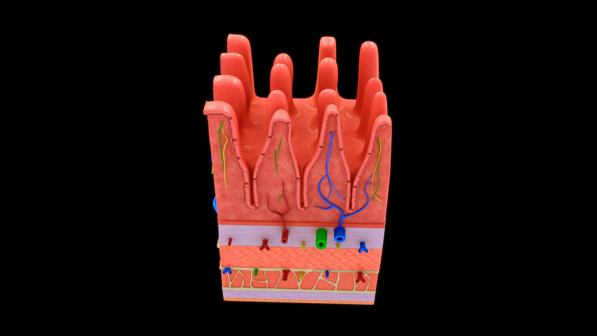 3D Small Intestine Wall Section Model - TurboSquid 2187109