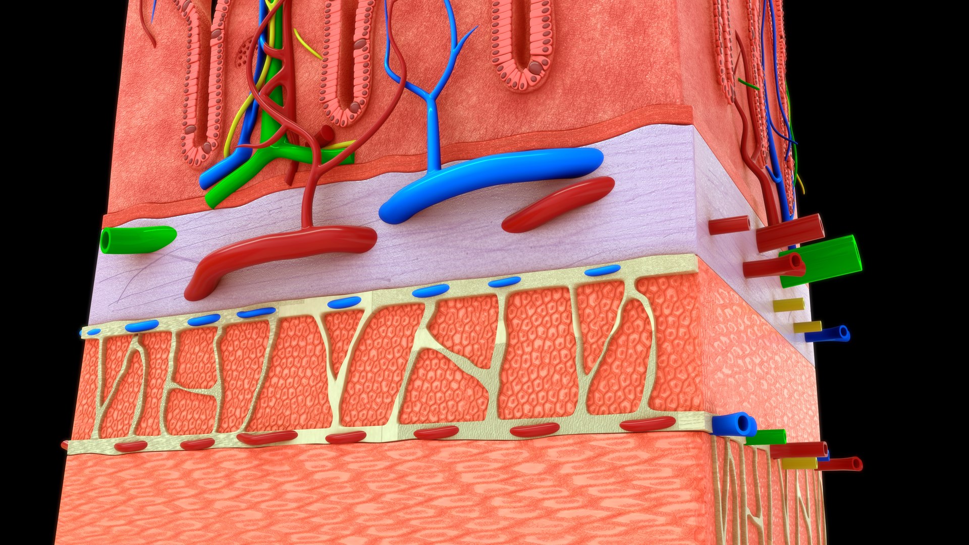 3D Small Intestine Wall Section Model - TurboSquid 2187109