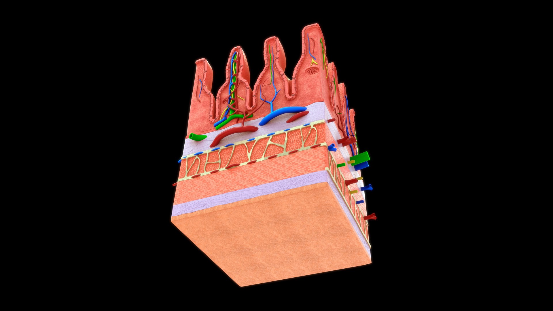 3D Small Intestine Wall Section Model - TurboSquid 2187109