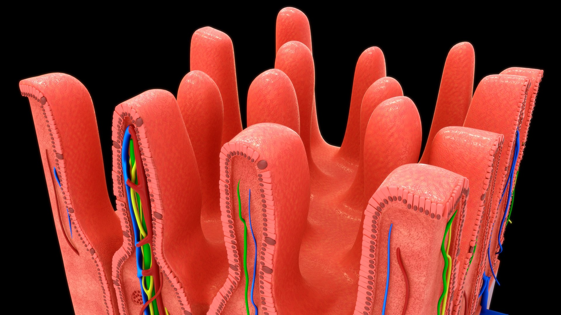 3D Small Intestine Wall Section Model - TurboSquid 2187109