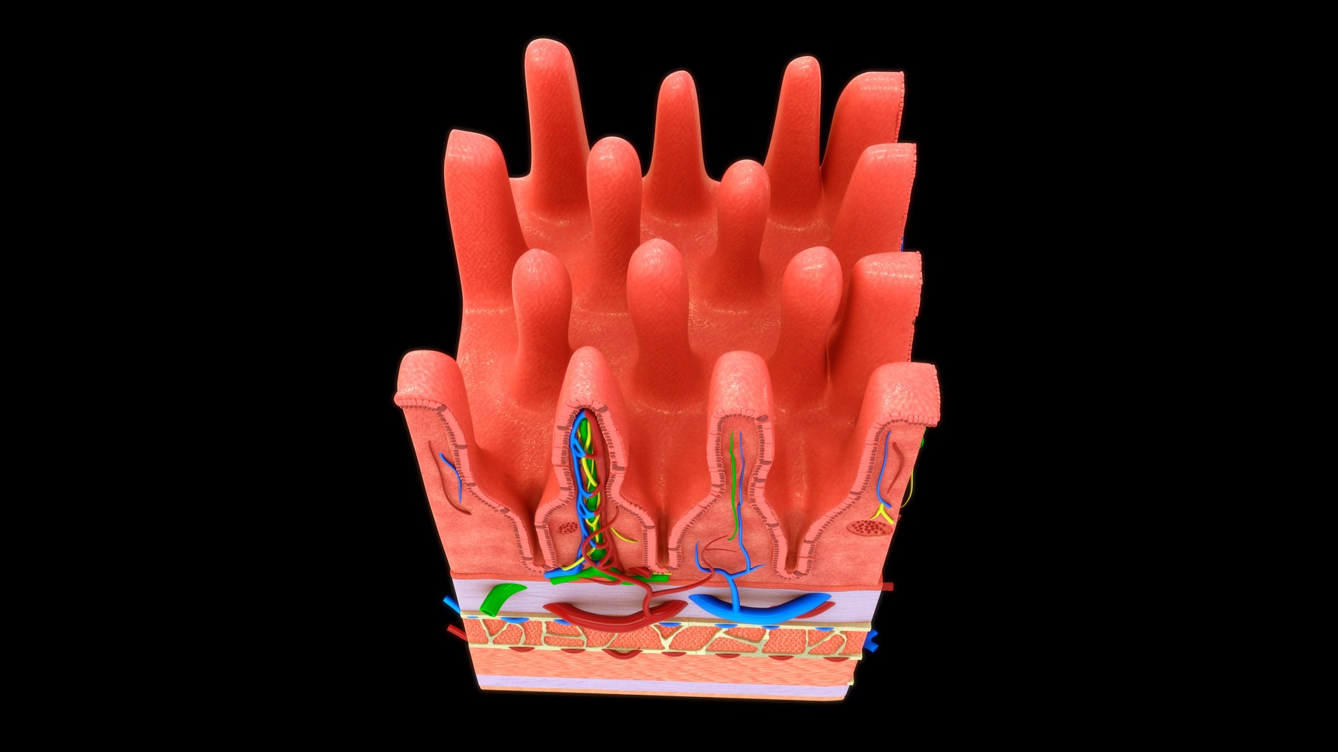 3D Small Intestine Wall Section Model - TurboSquid 2187109