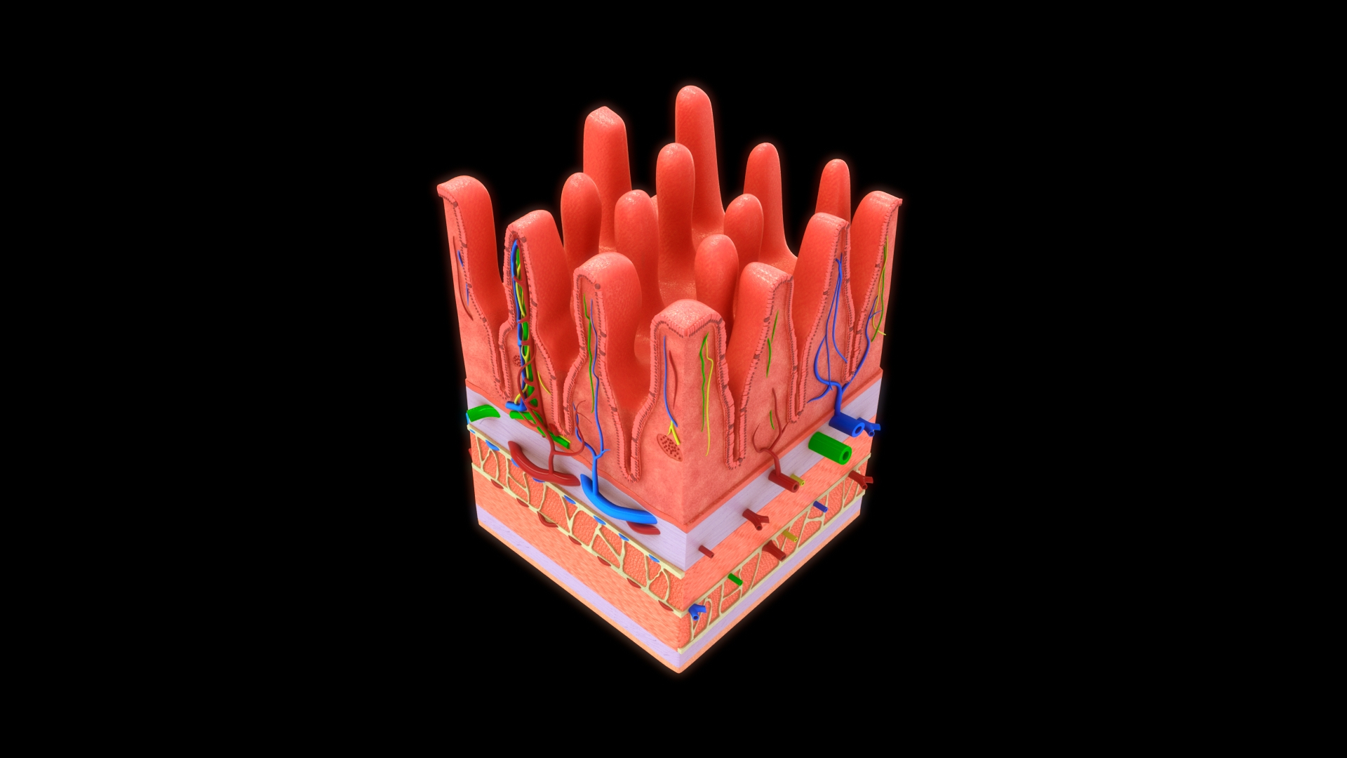 3D Small Intestine Wall Section Model - TurboSquid 2187109