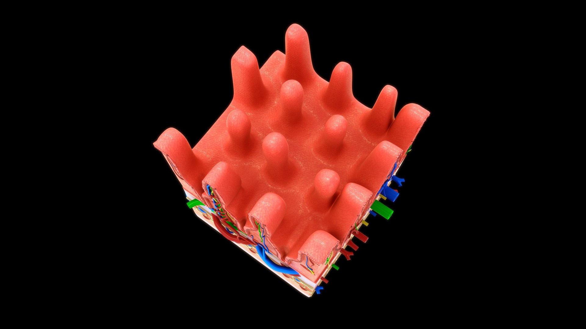 3D Small Intestine Wall Section Model - TurboSquid 2187109