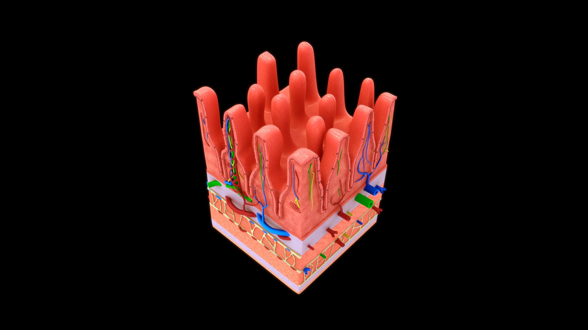 3D Small Intestine Wall Section Model - TurboSquid 2187109