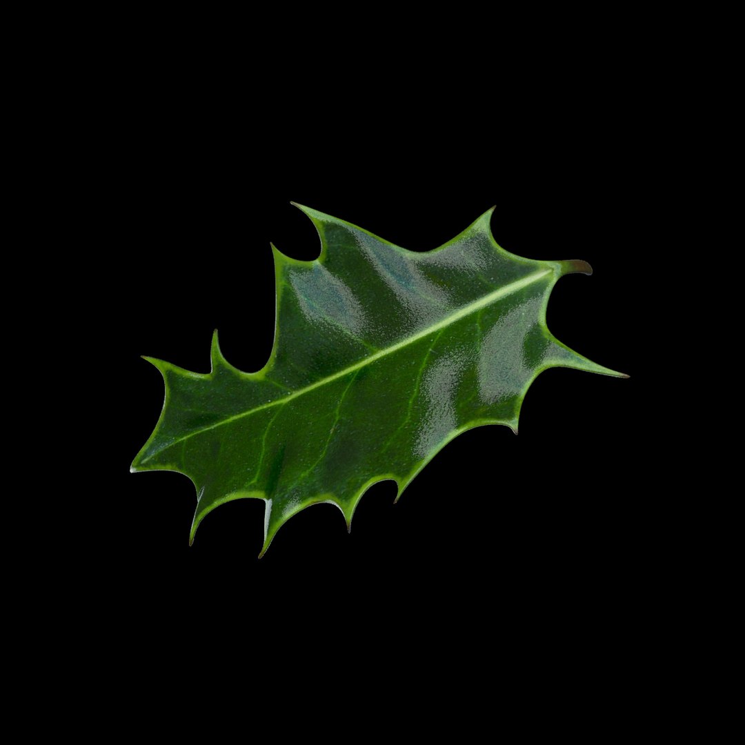 Holly Leaf Max