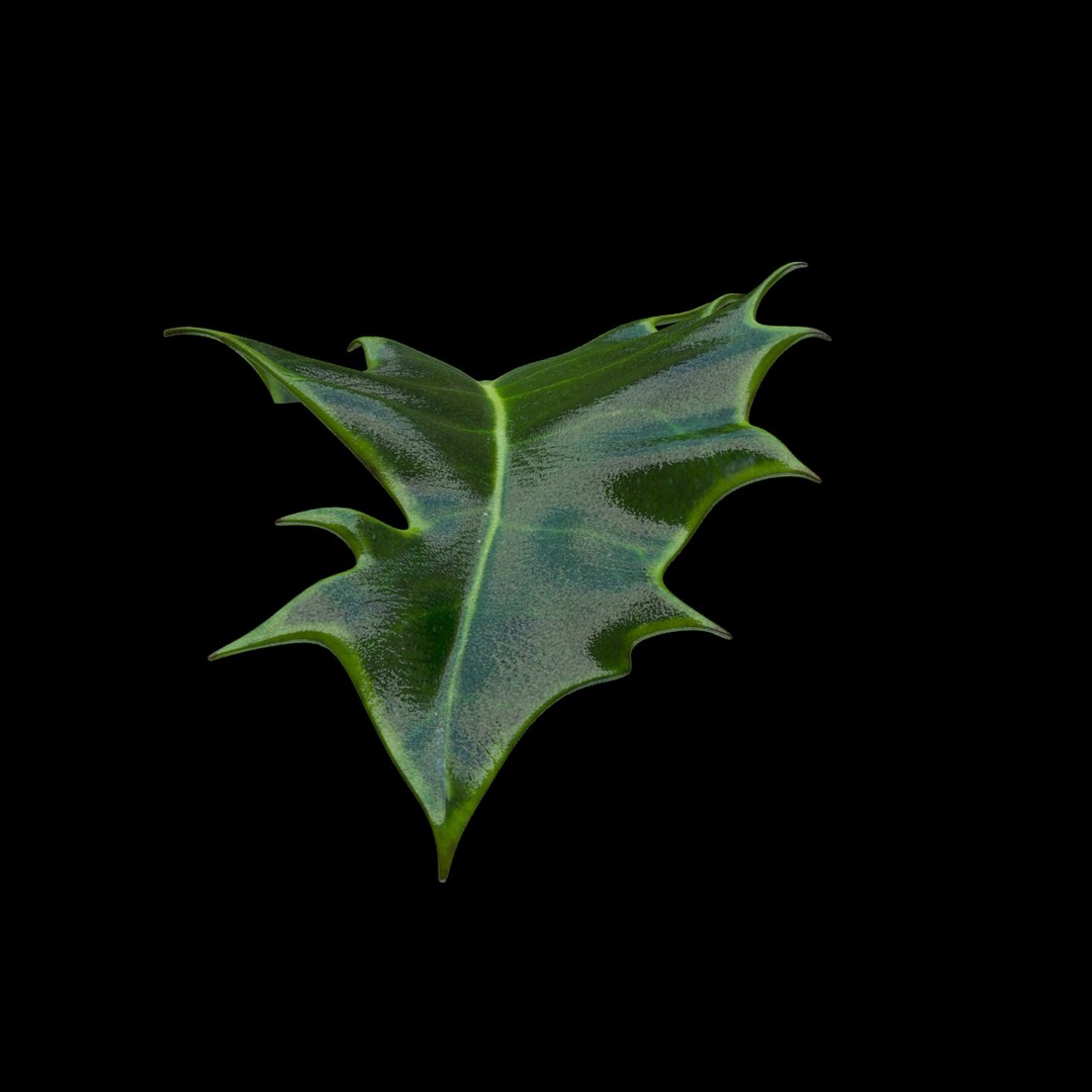 Holly Leaf Max