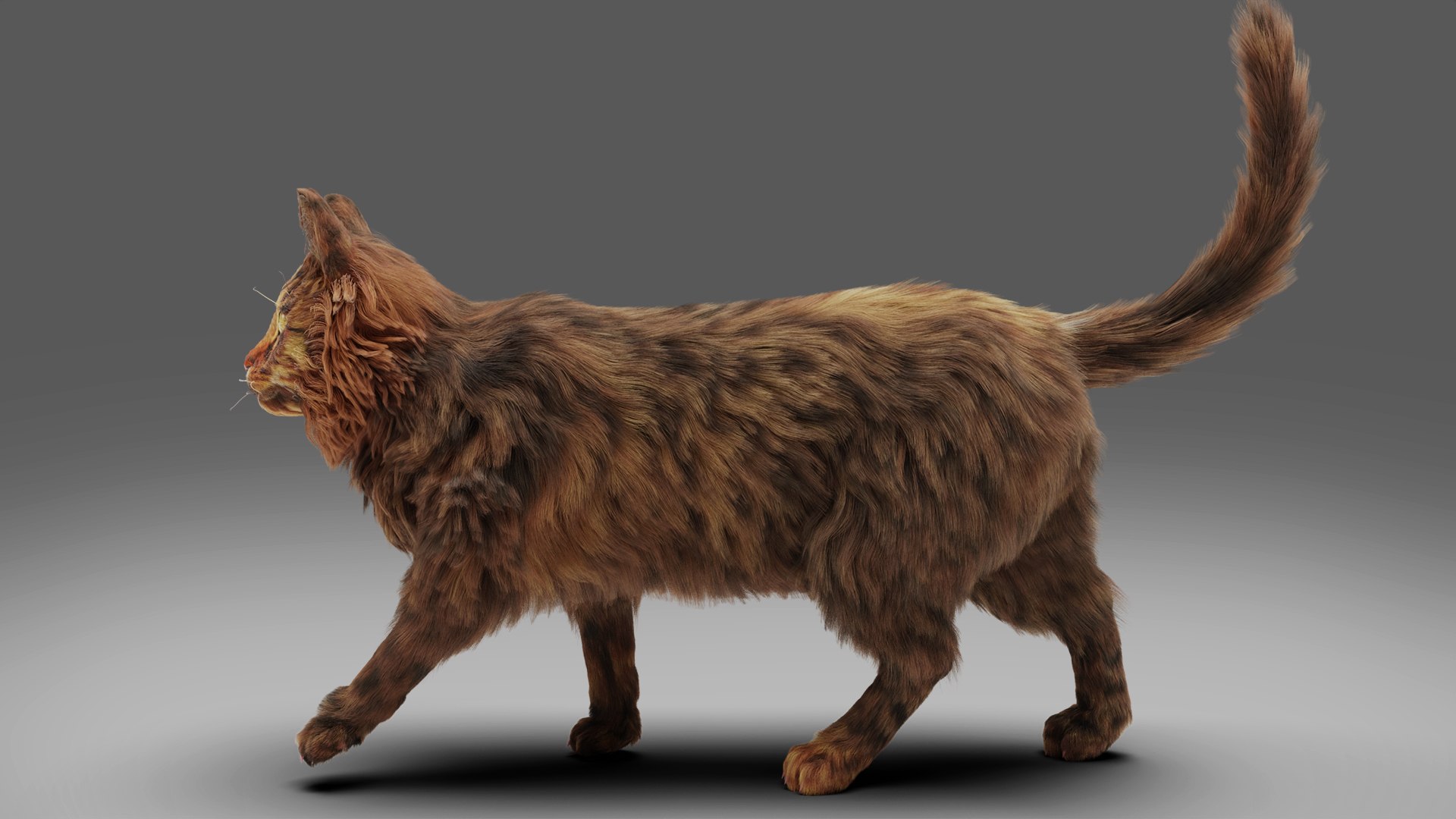 3D Fur Cat Grey Rigged And Animated - TurboSquid 1981402