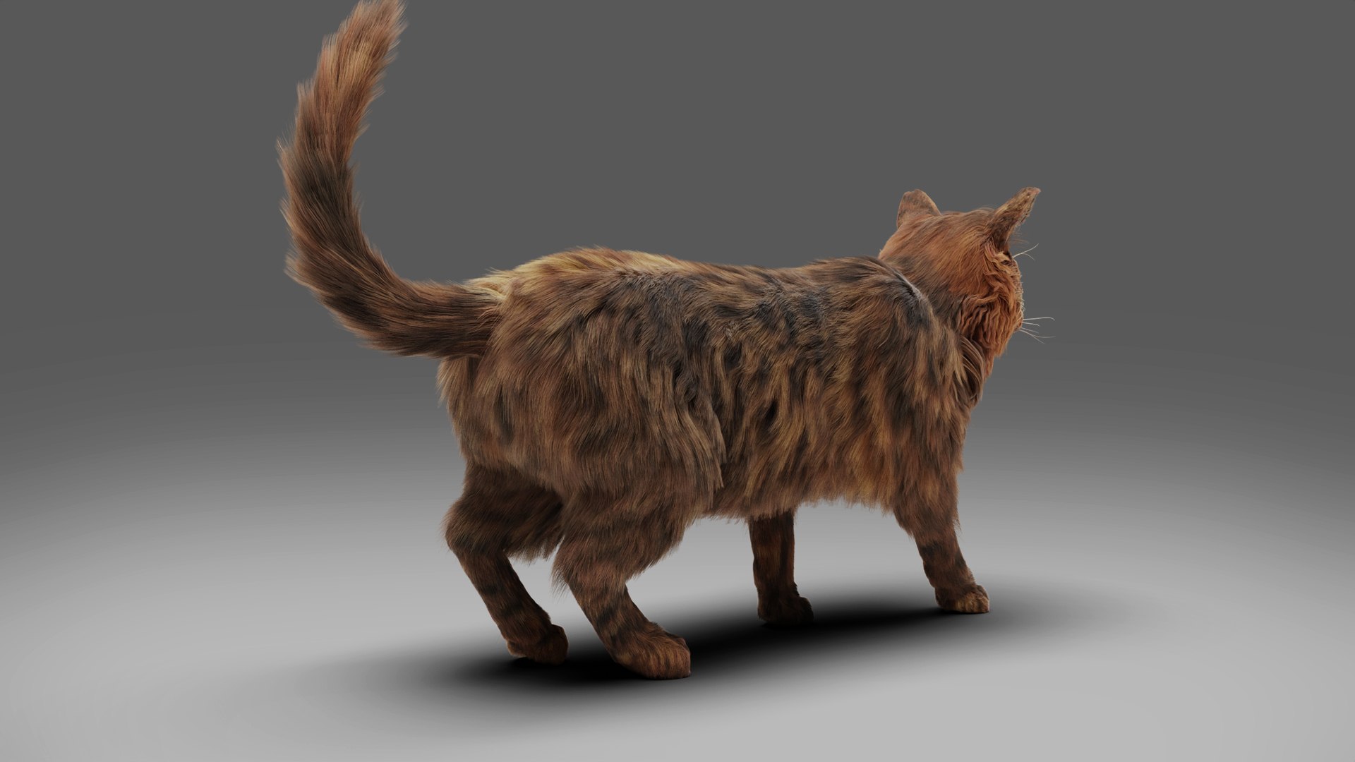 3D Fur Cat Grey Rigged And Animated - TurboSquid 1981402