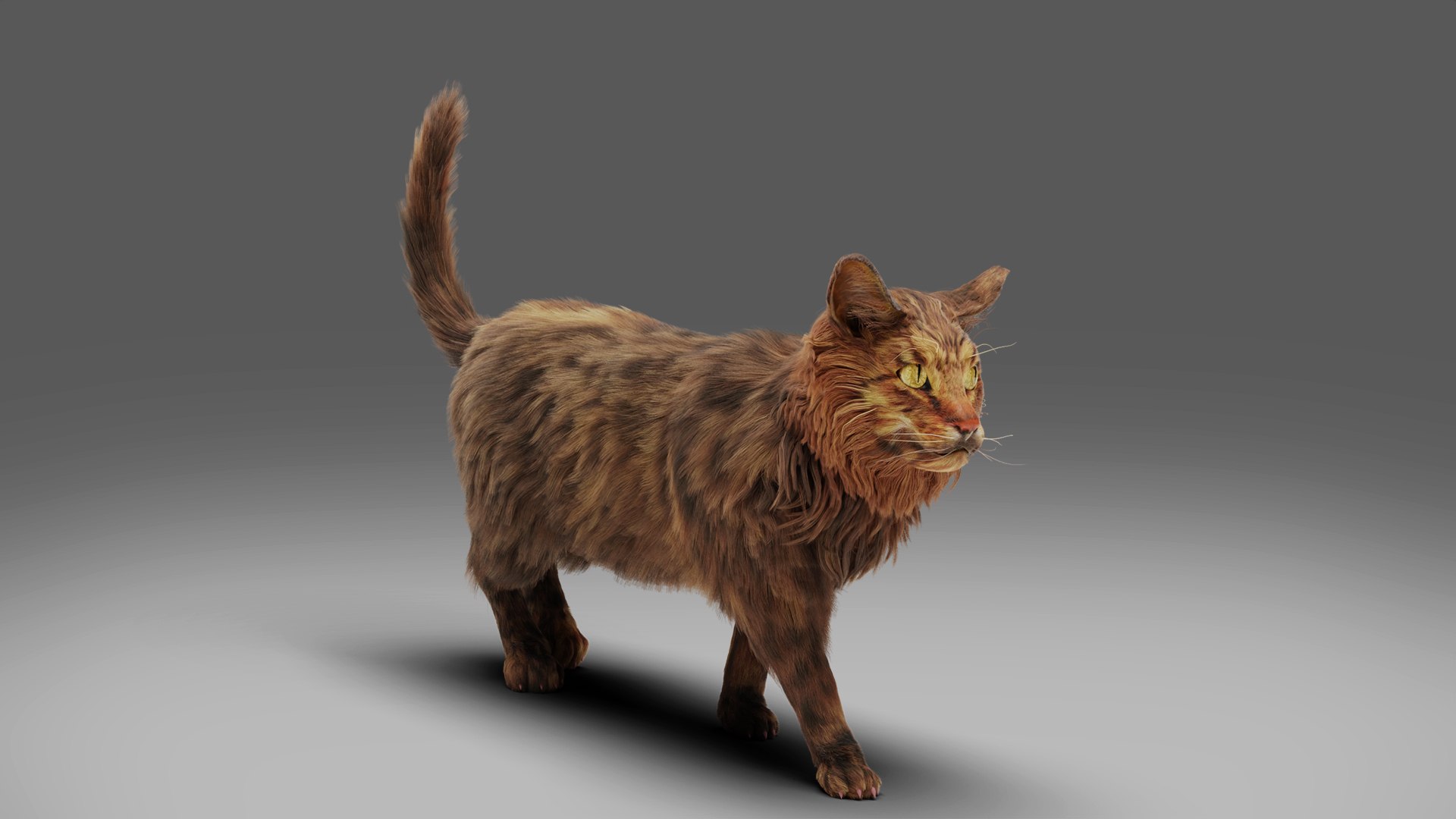 3D Fur Cat Grey Rigged And Animated - TurboSquid 1981402
