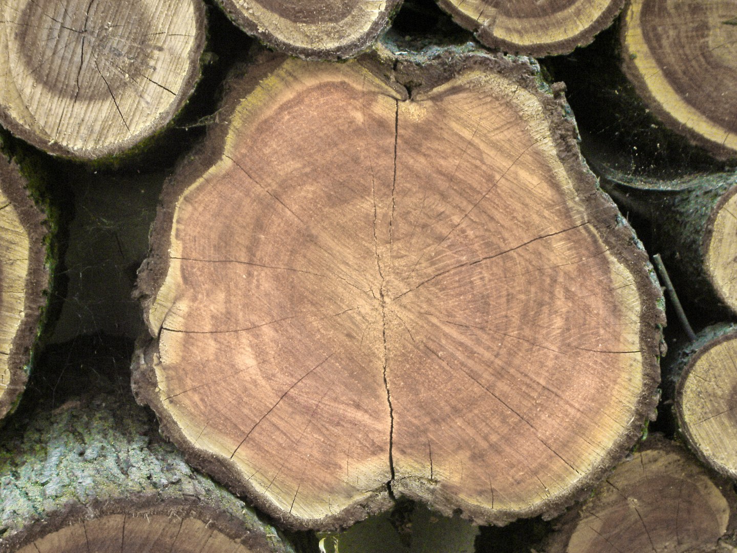 3D Wood Log Slices - TurboSquid 2096029