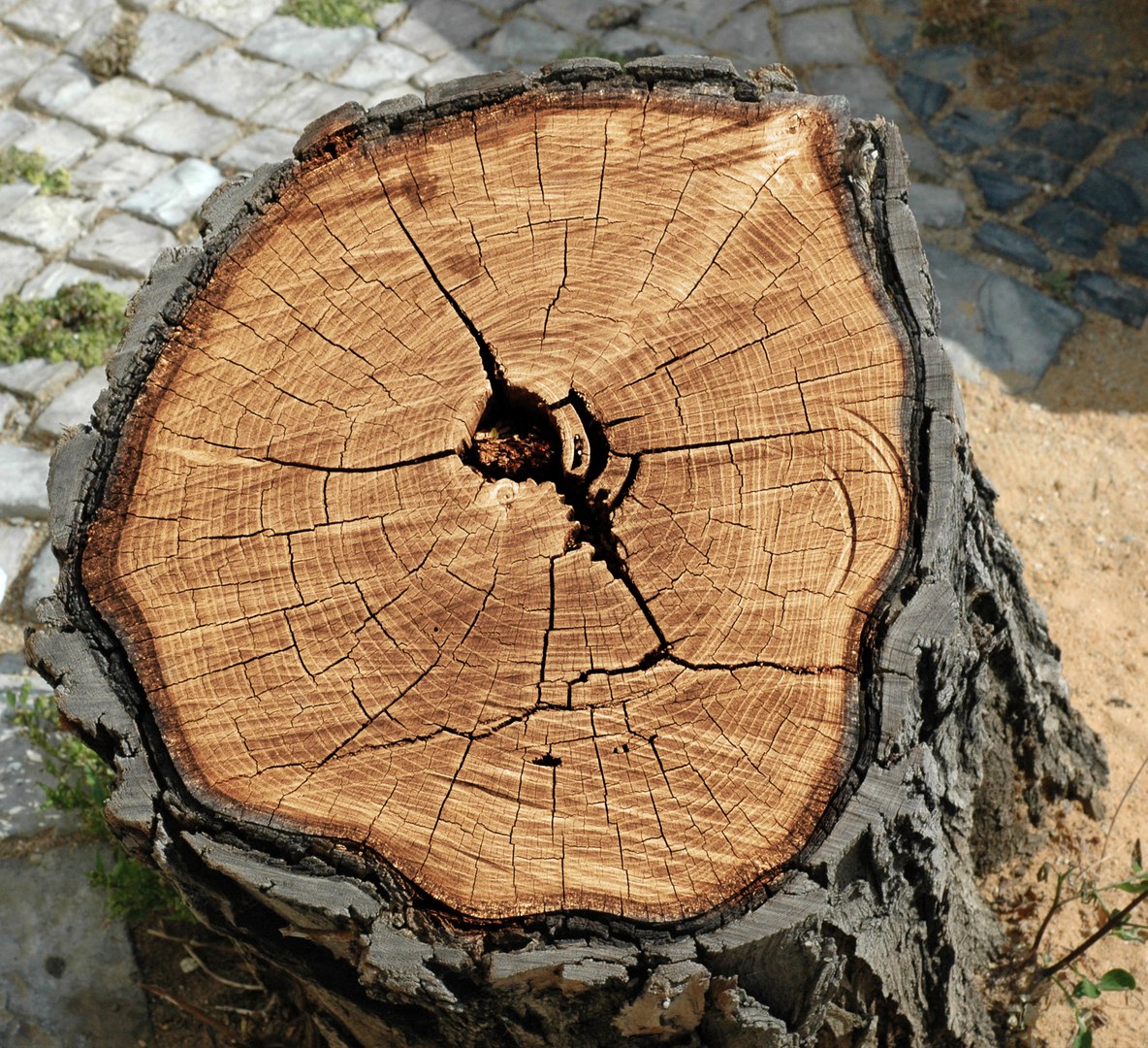 3D Wood Log Slices - TurboSquid 2096029