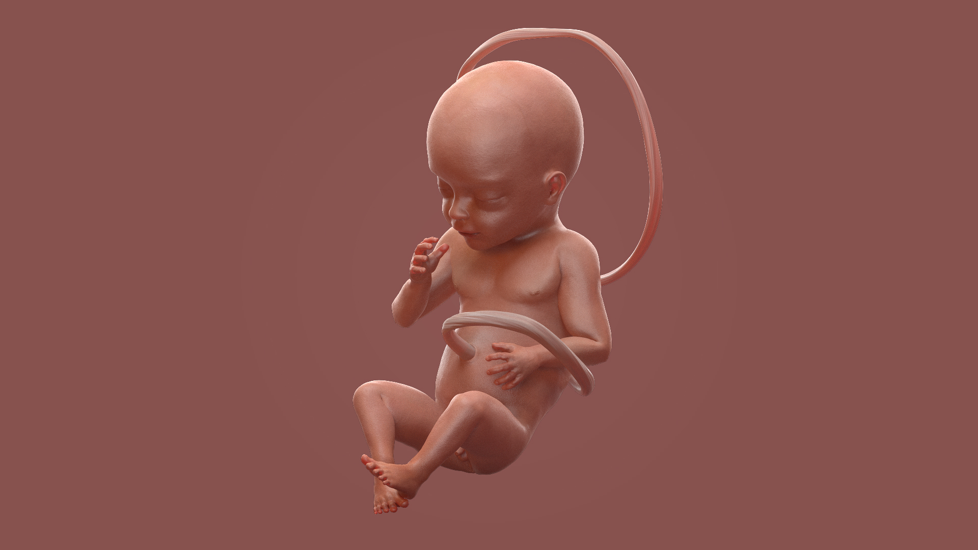 3D Human Fetus 24 Weeks Model - TurboSquid 1657977