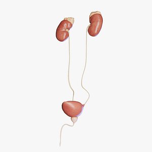 3D Urinary System Models - Browse & Download Formats - TurboSquid
