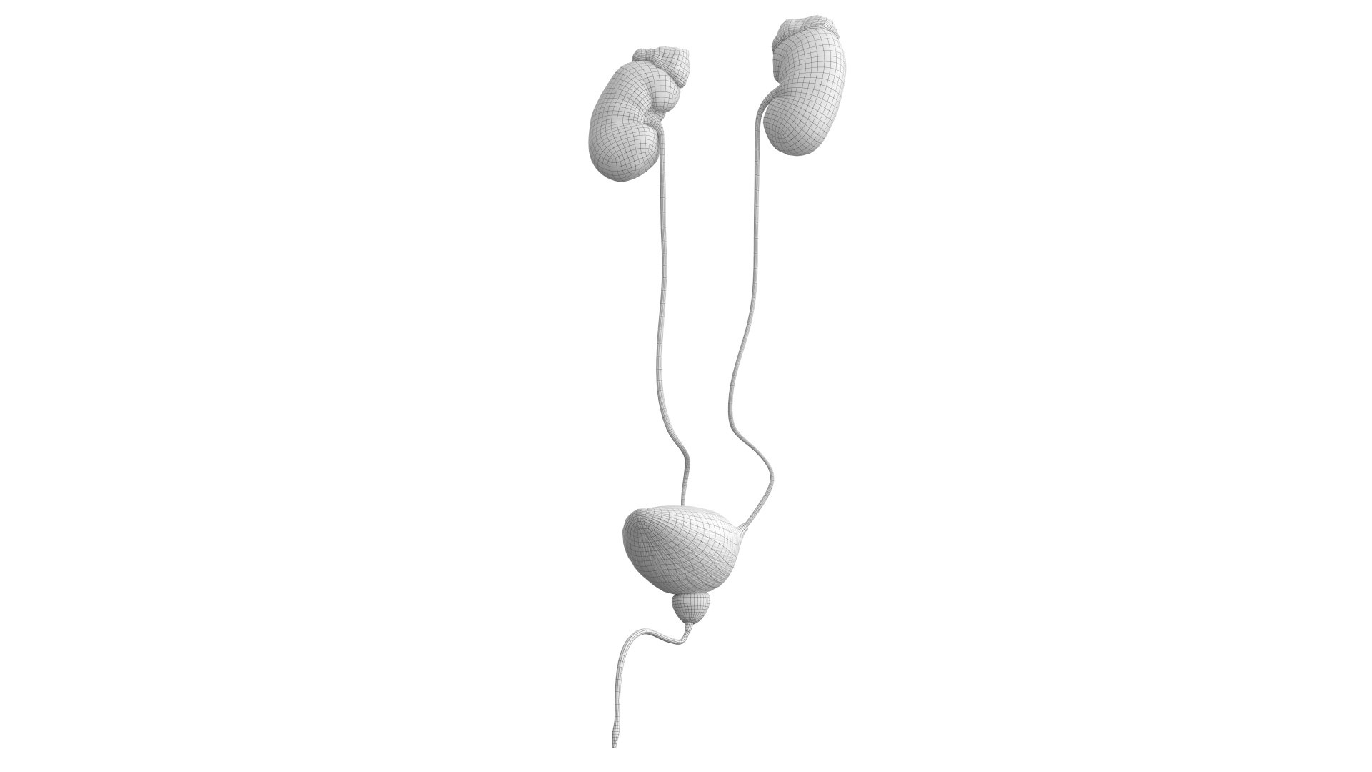 3D Human Male Urinary System - TurboSquid 2191684