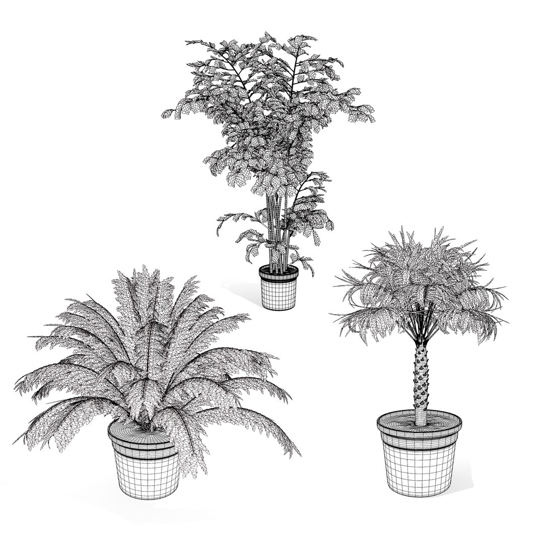 3D Realistic Palm Trees - Potted Collection - TurboSquid 2252391
