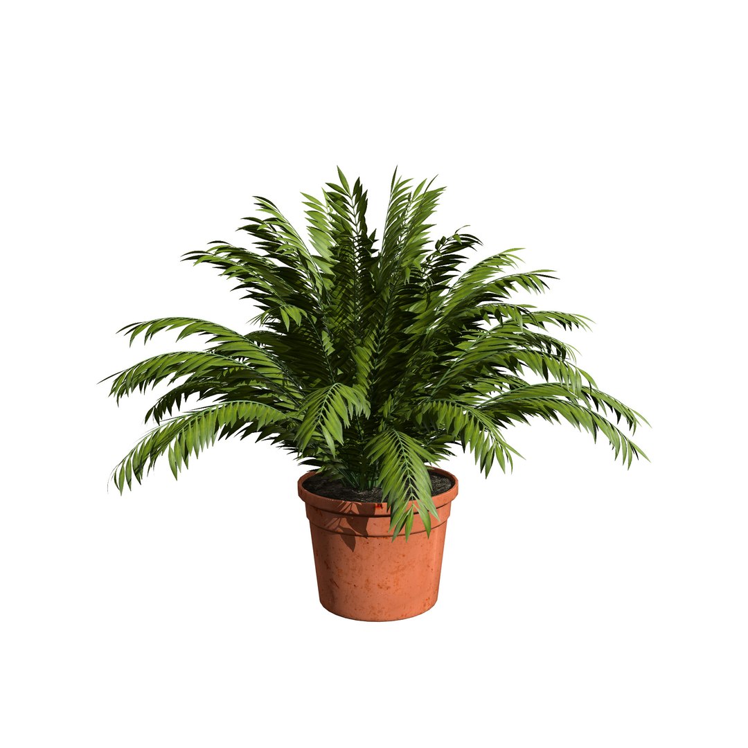 3D Realistic Palm Trees - Potted Collection - TurboSquid 2252391