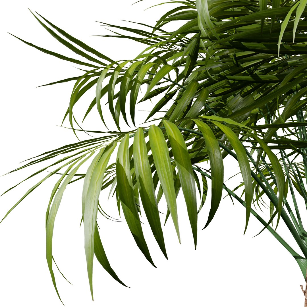 3D Realistic Palm Trees - Potted Collection - TurboSquid 2252391