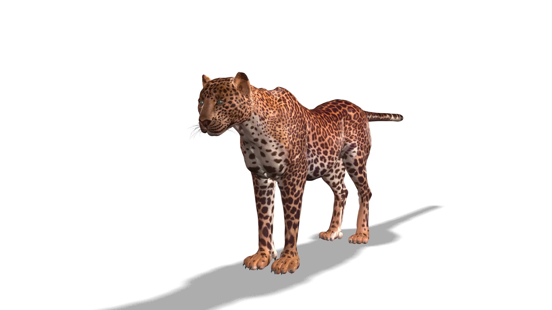 3d leopard