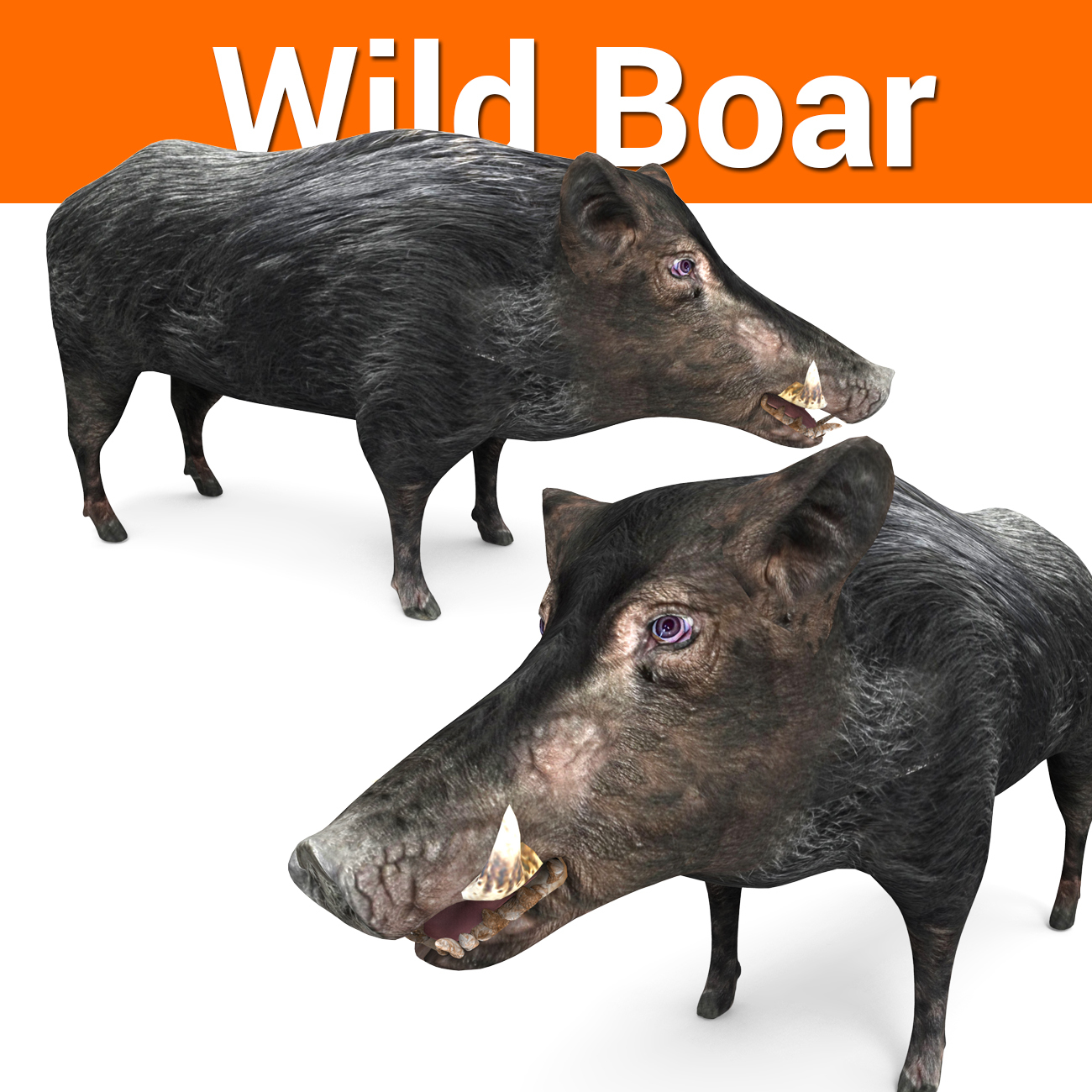 3D wild boar model - TurboSquid 1238098