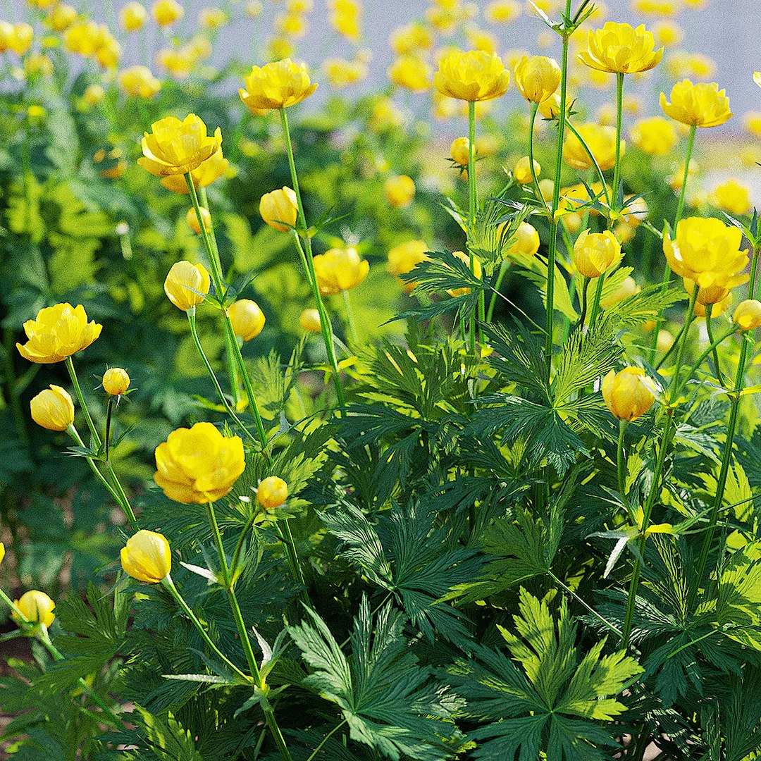 3D Trollius Flower - TurboSquid 2093109
