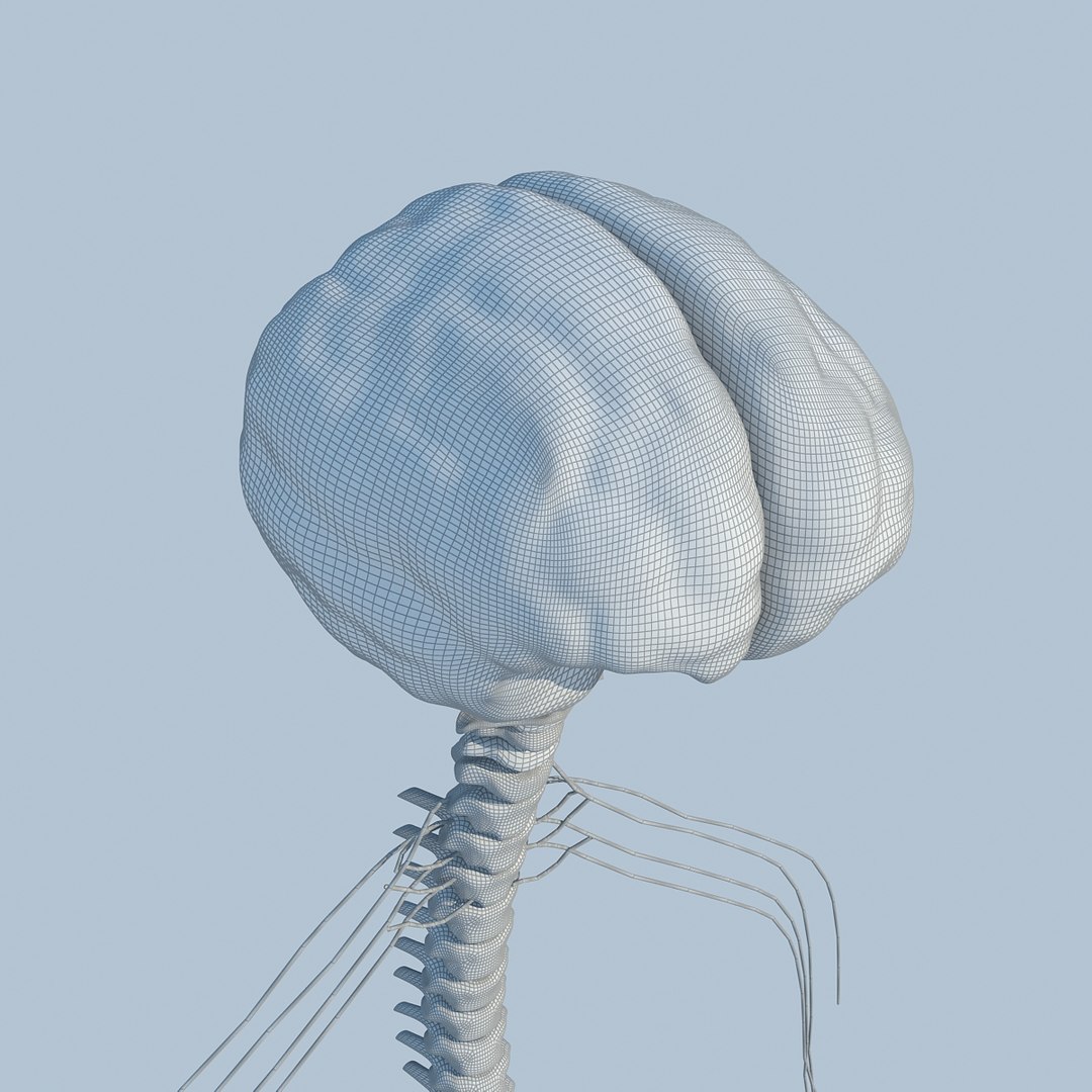 3d basic nervous 2011