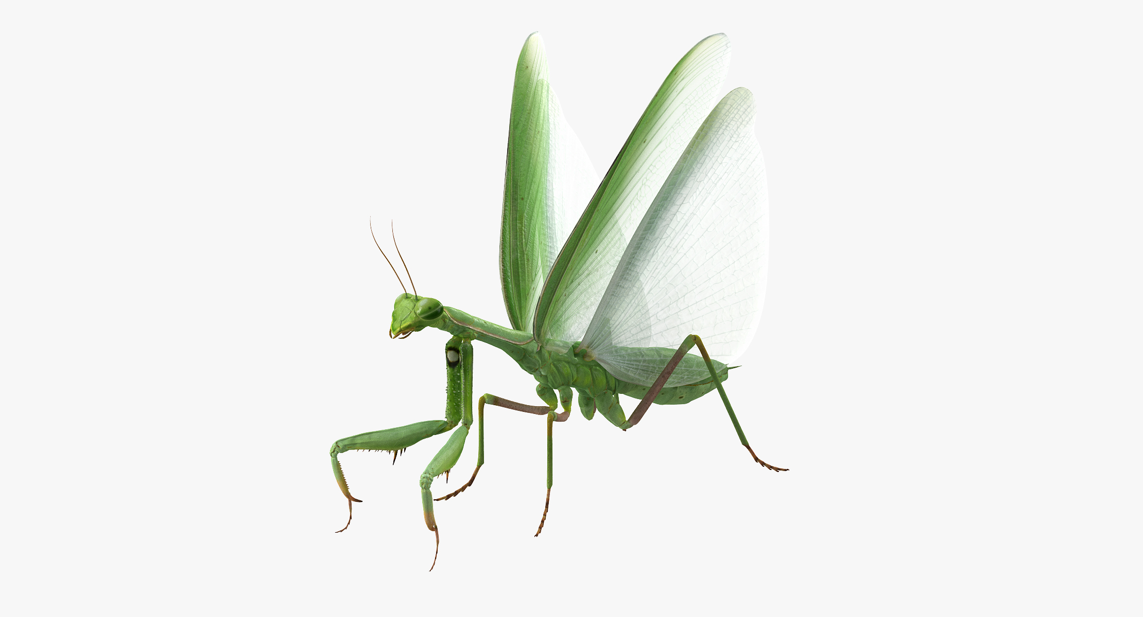 3D insects big 3 rigged - TurboSquid 1520368