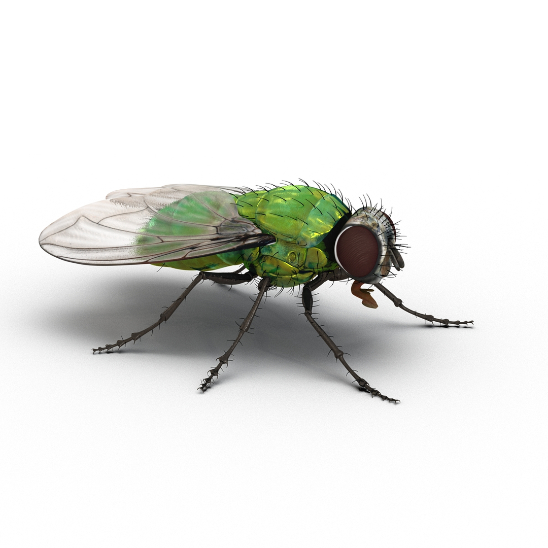 3D insects big 3 rigged - TurboSquid 1520368