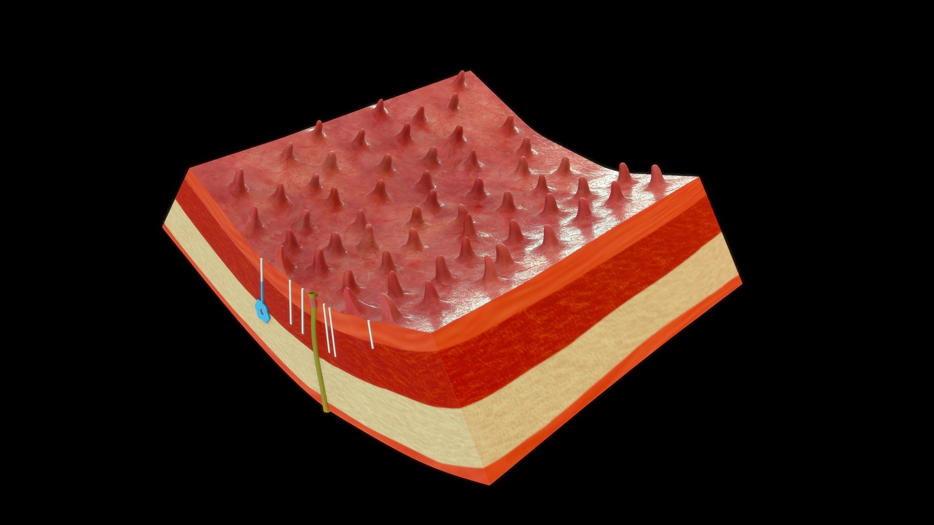 Duodenum Wall Section 3D Model - TurboSquid 2189322