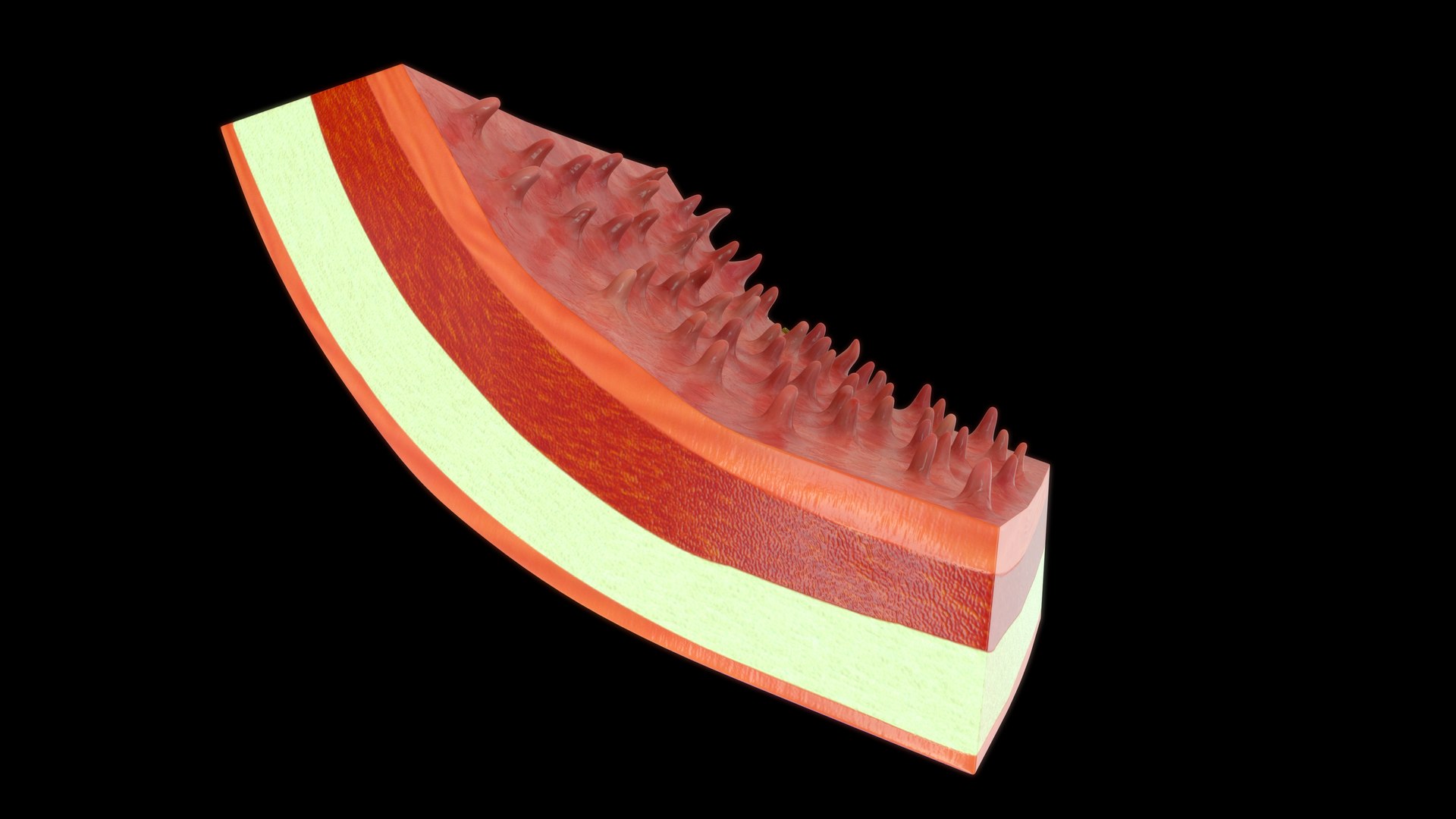 Duodenum Wall Section 3D Model - TurboSquid 2189322