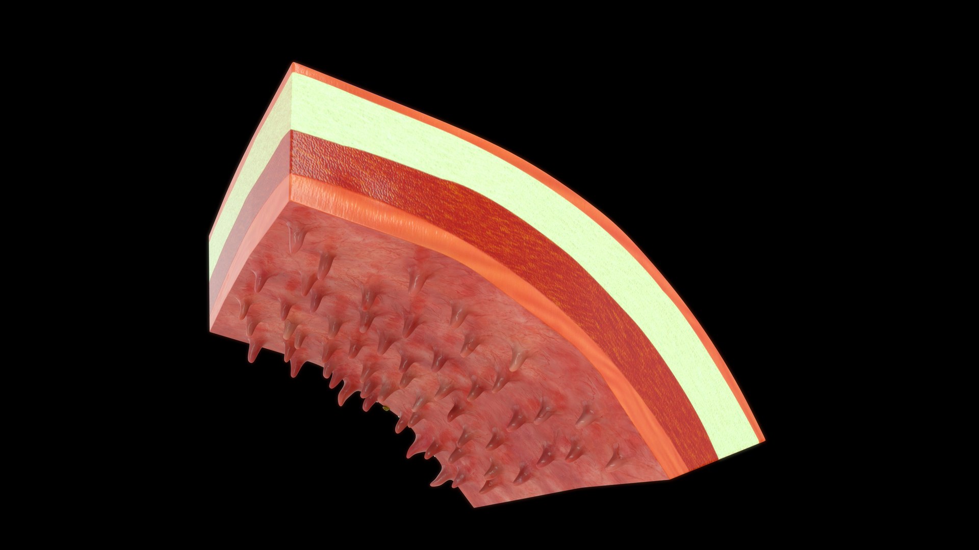 Duodenum Wall Section 3D Model - TurboSquid 2189322