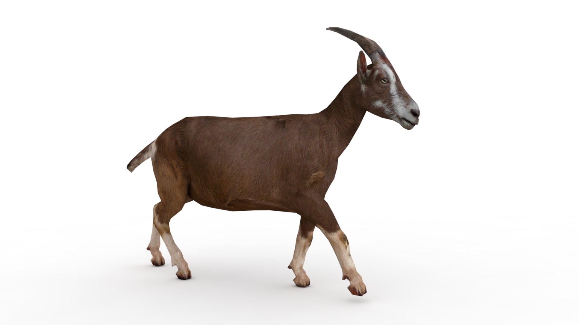 Goat 3D - TurboSquid 2237376
