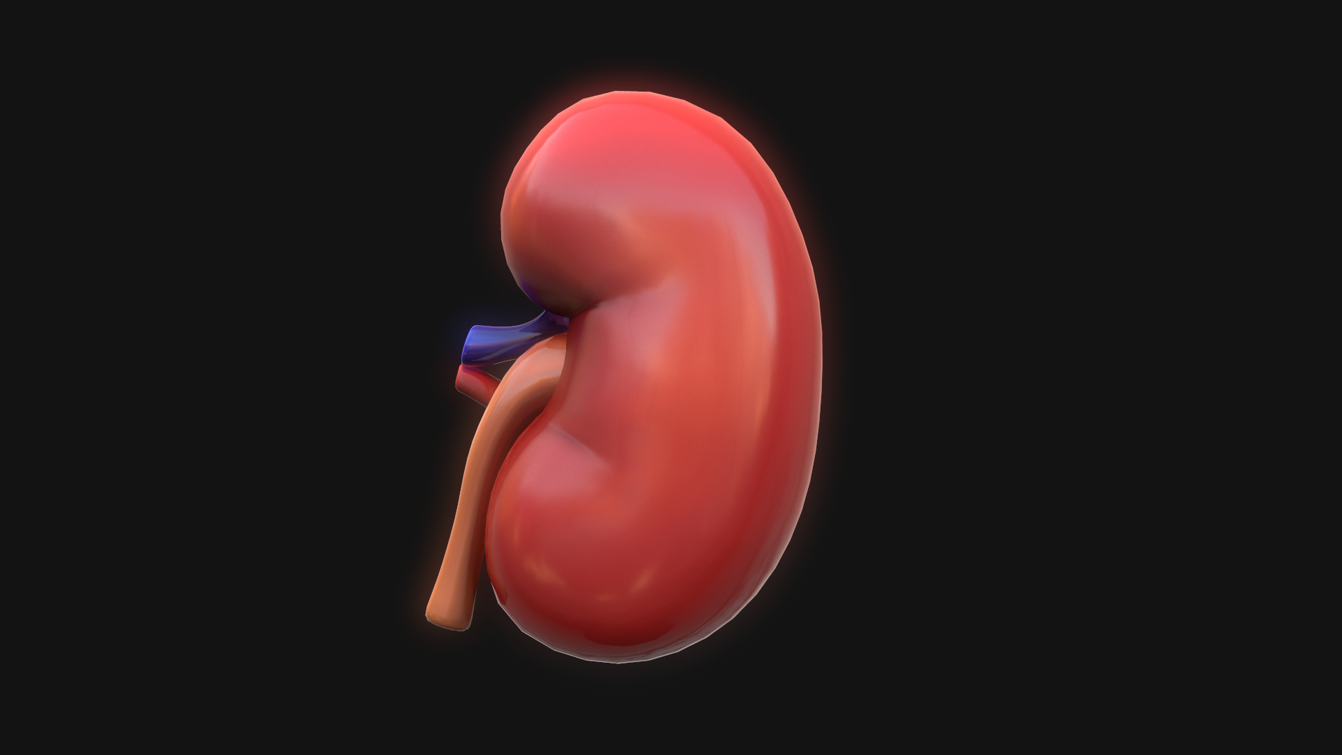 Human Kidney 3D Model - TurboSquid 1468612