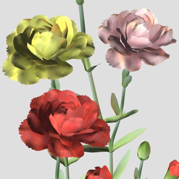 carnation 3d model