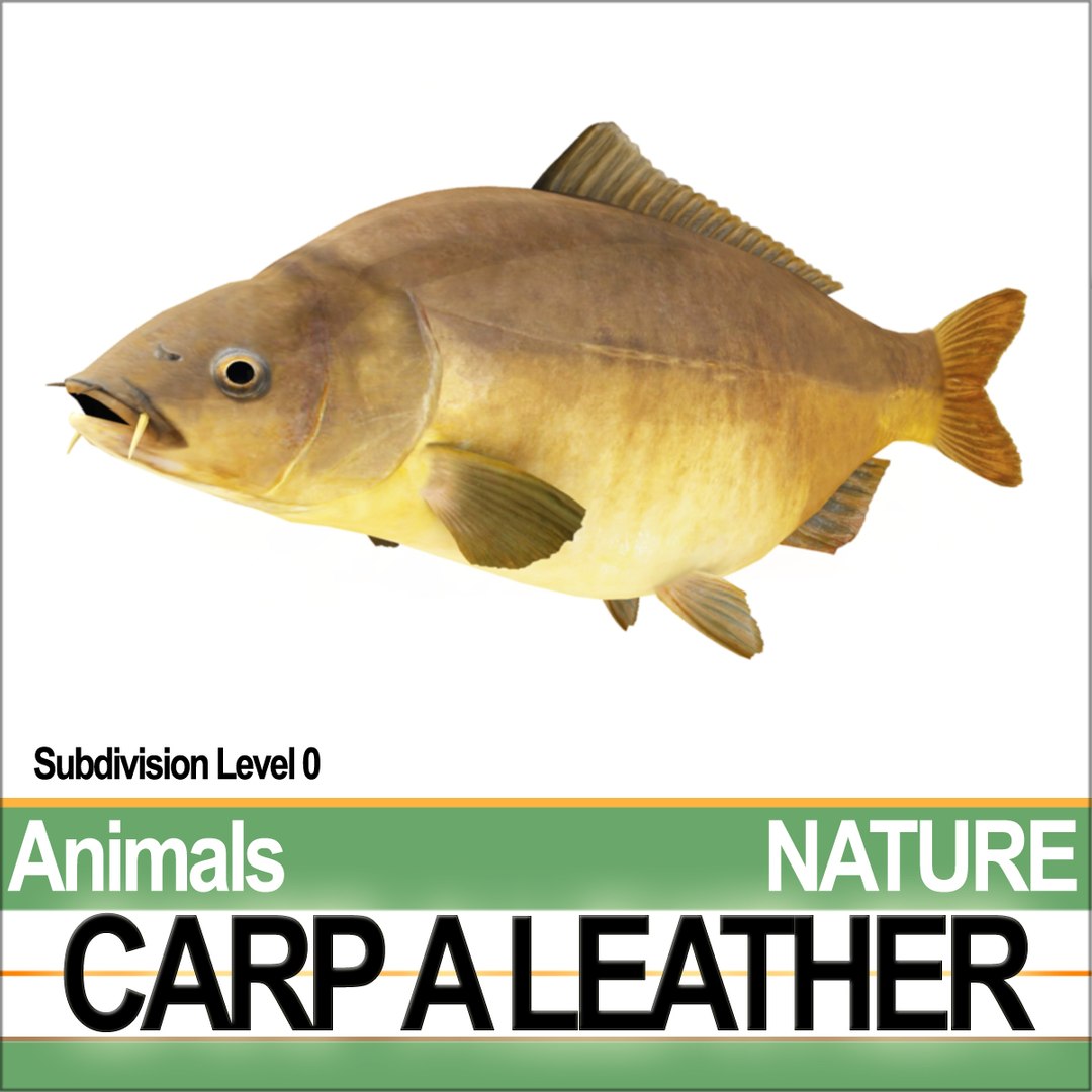3D carp leather model - TurboSquid 1252617