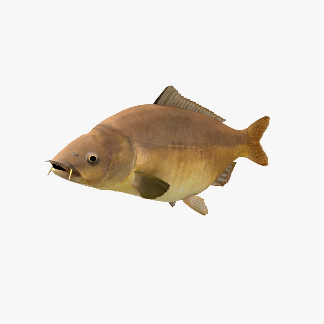 3D carp leather model - TurboSquid 1252617