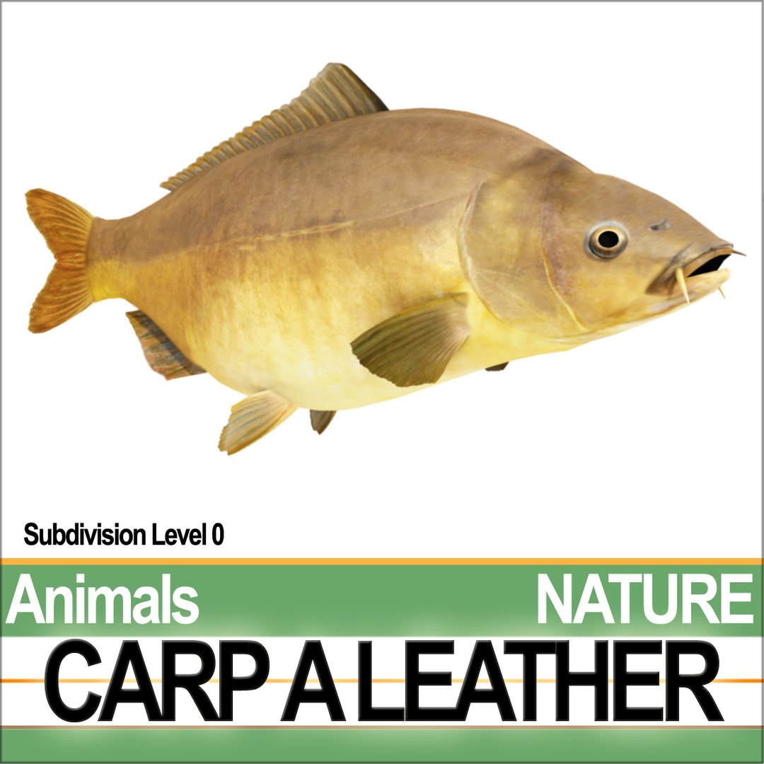 3D carp leather model - TurboSquid 1252617
