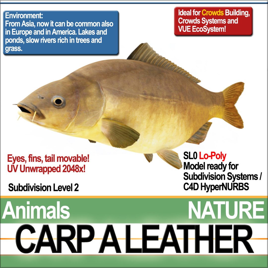 3D carp leather model - TurboSquid 1252617