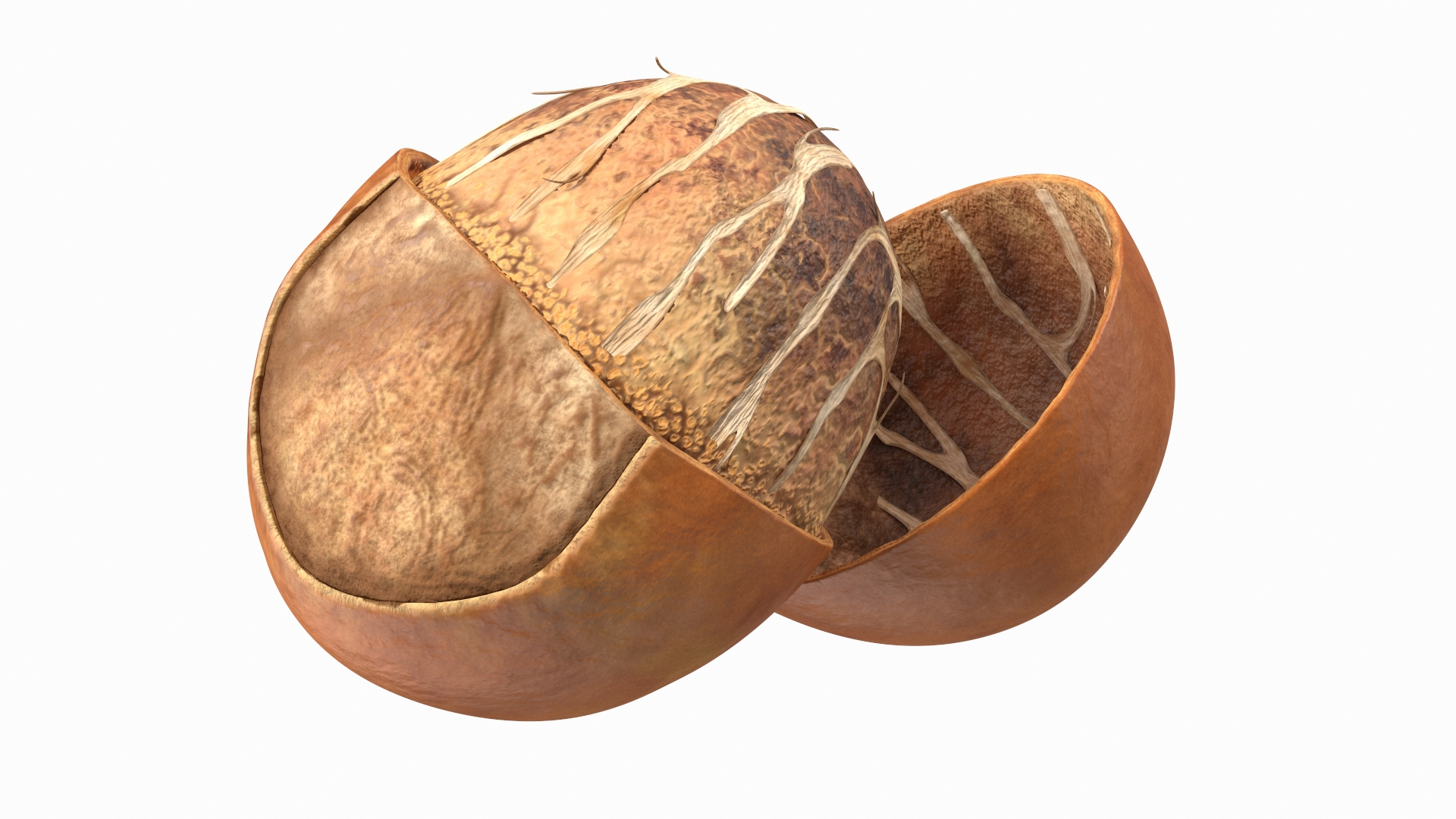 3D Opened Nuts Collection 3 Model - TurboSquid 2191917