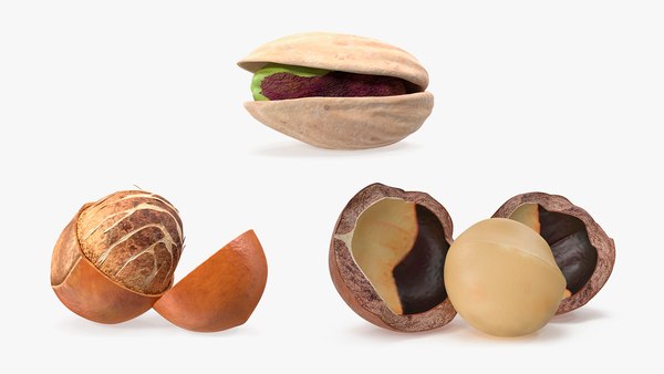modelo 3d Colección de nueces abiertas 3 - TurboSquid 2191917
