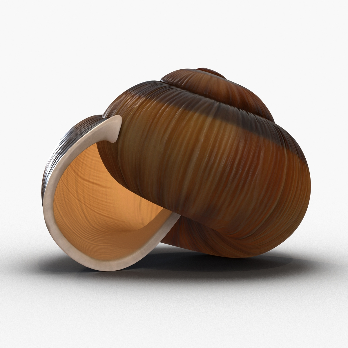 snail shells 3d 3ds