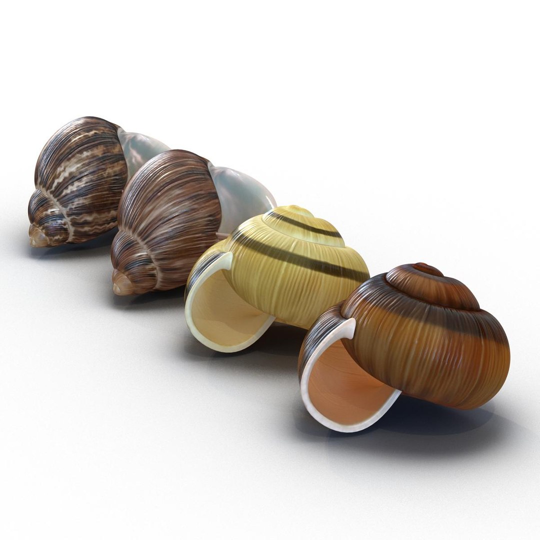 snail shells 3d 3ds