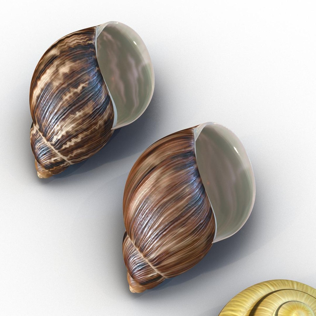 snail shells 3d 3ds