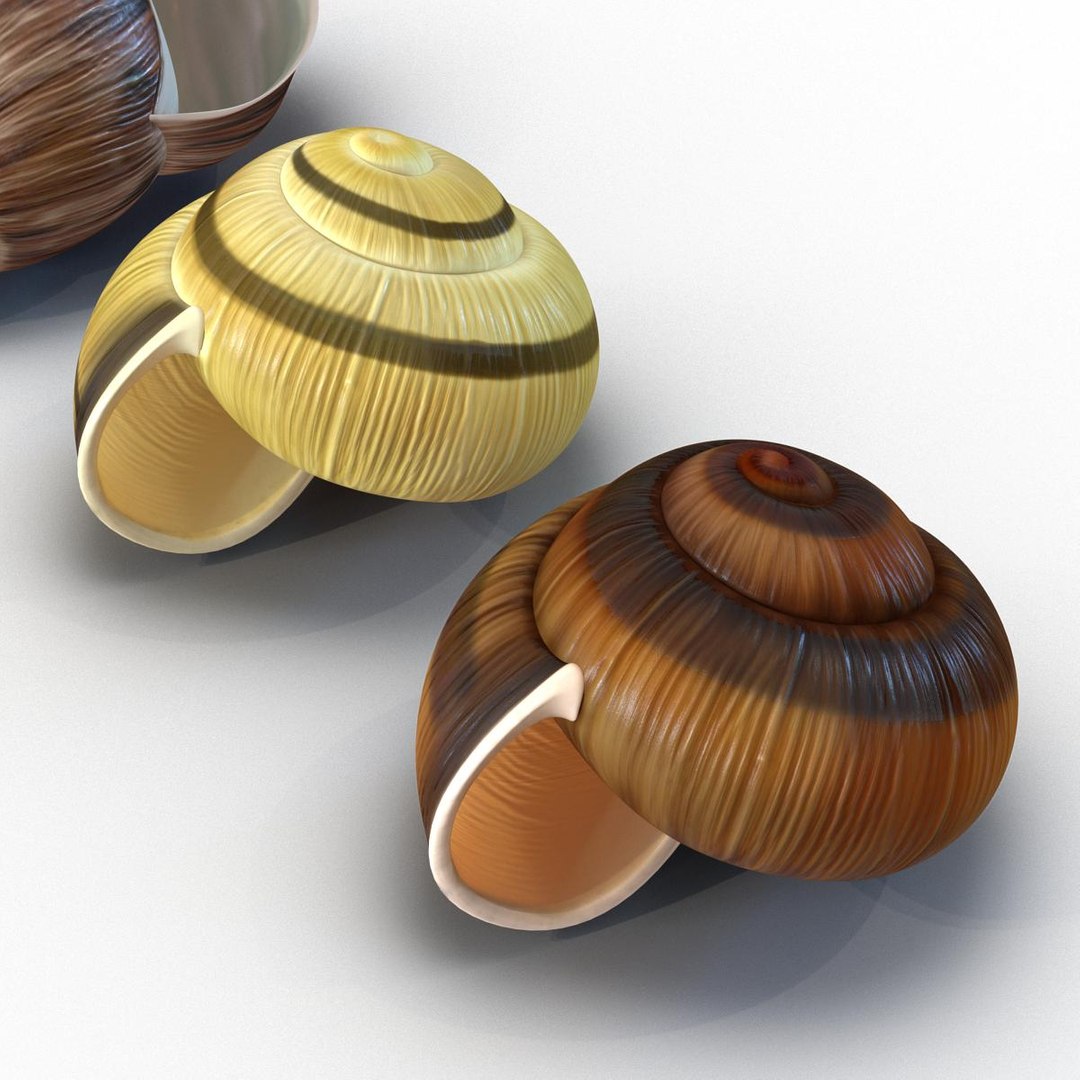 snail shells 3d 3ds