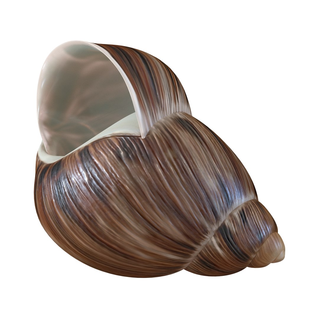 snail shells 3d 3ds