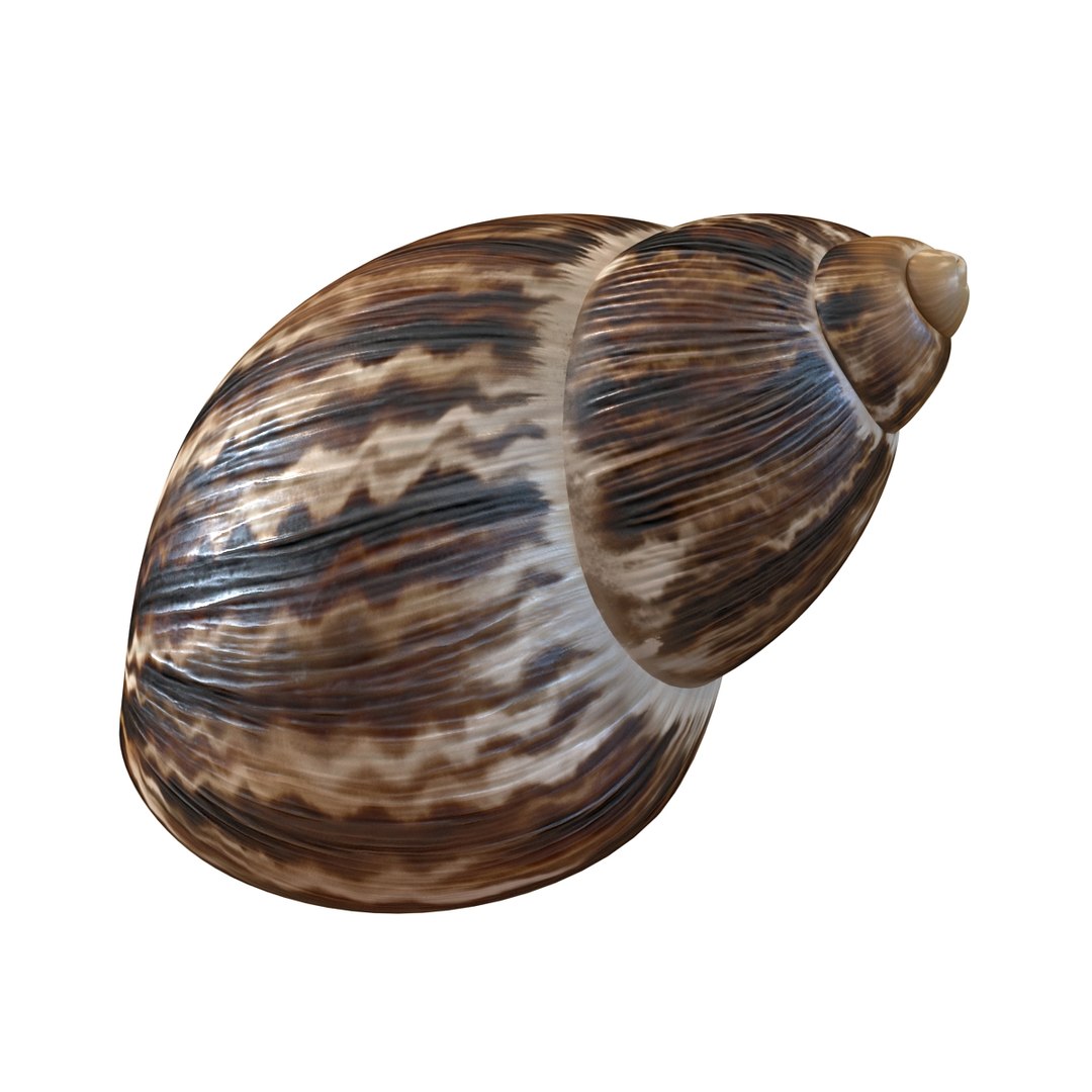 Snail Shells 3d 3ds
