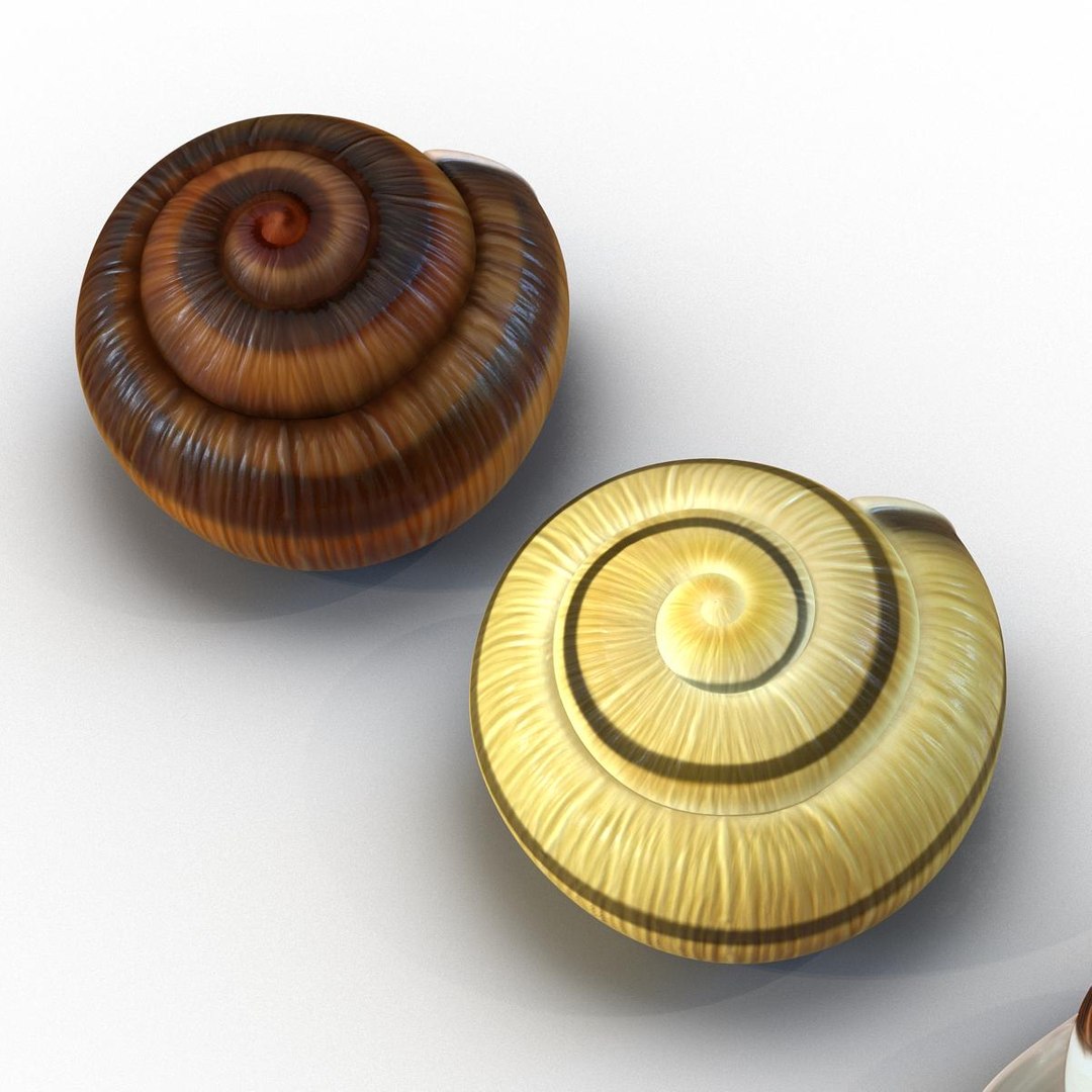 snail shells 3d 3ds