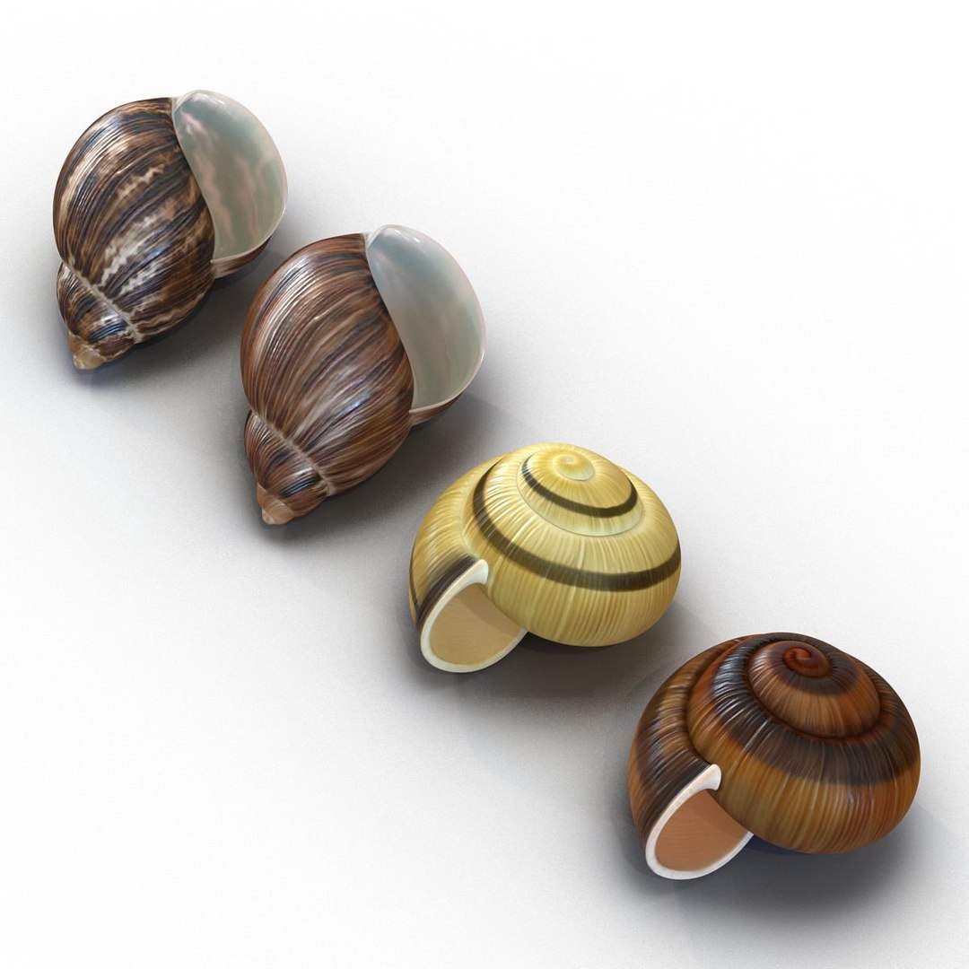 snail shells 3d 3ds